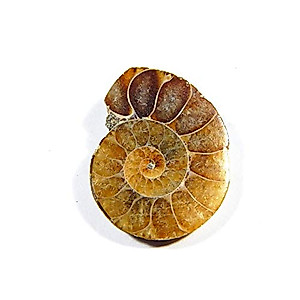 XUETZALCOATL Purujit Sudarshan Shaligram 1.5cm - 2.5cm from Kali Gandaki 1 pcs