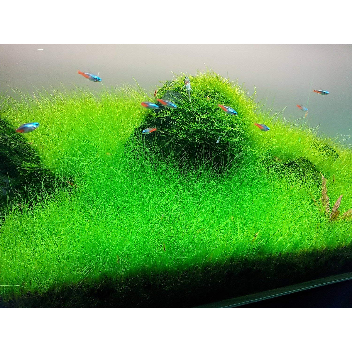 Marcus Fish Tanks - Dwarf Hairgrass Live Aquarium Plant Tissue Culture Freshwater Aquatic Plants