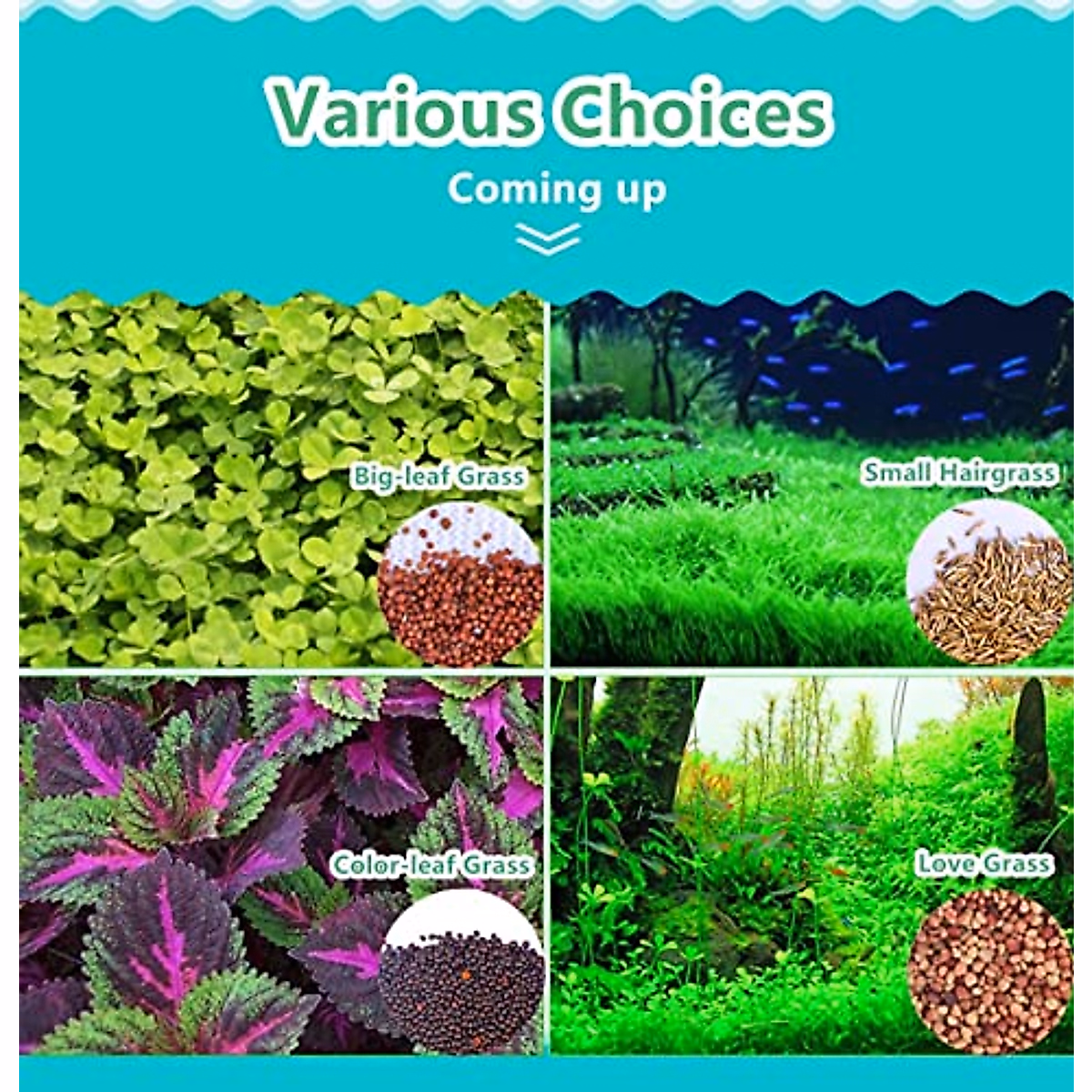 Live Aquarium Plant Seeds Combo,Fresh Water Grass Plants Mini Leaf & Longhair Grass Small Pearl for Fish Tank Terrarium Aquatic Dwarf Carpet Decor Decoration 6 aab (1M1L)