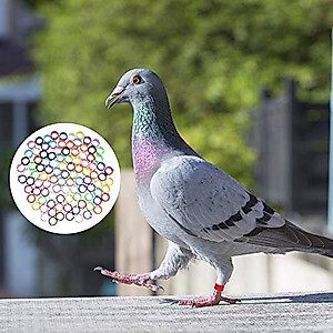 POPETPOP 200 Pcs Poultry Leg Bands Foot Identify Clip Rings Band for Pigeon Parrot Chicks Duck Lovebirds Supplies (Random Color)