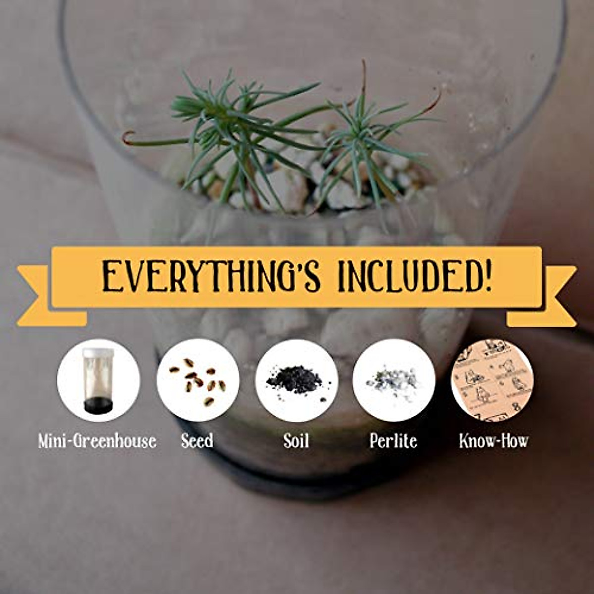 Bonsai Tree Grow Kit | Japanese Black Pine | White Design | The Jonsteen Company