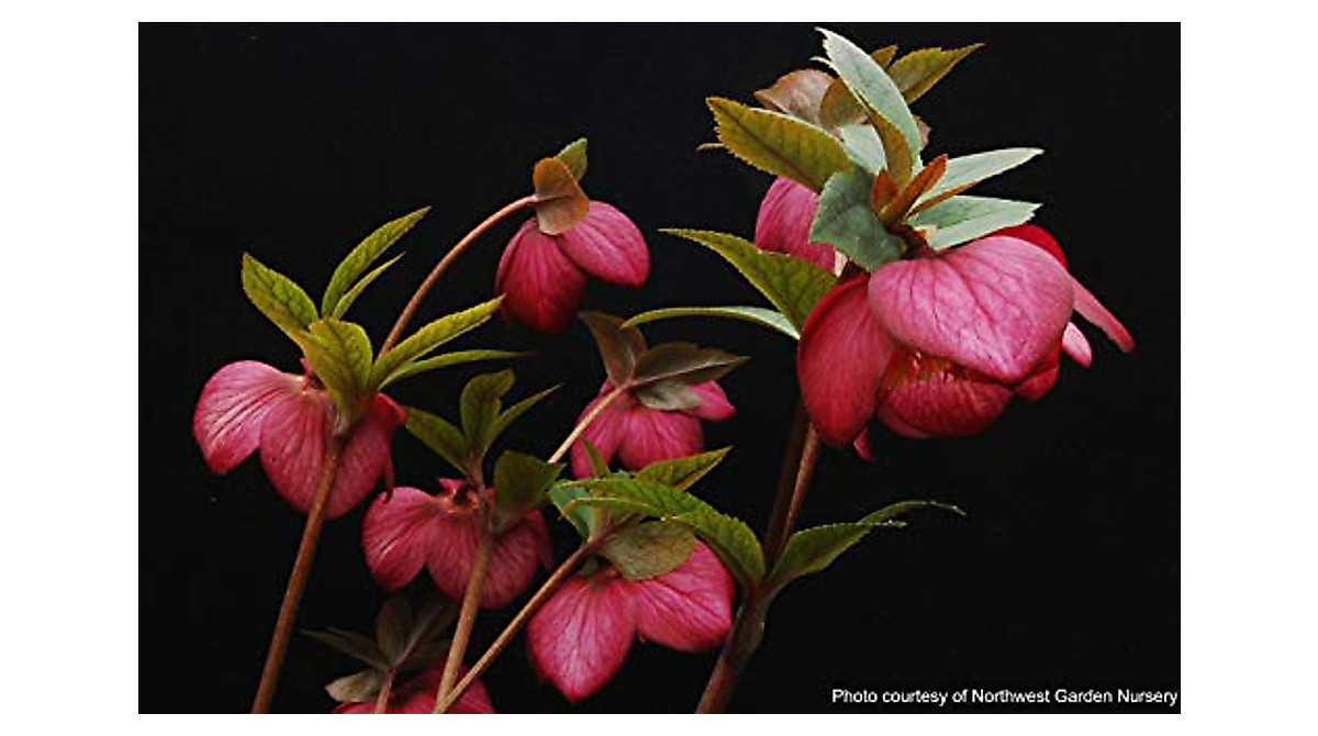 Helleborus 'Ruby Wine' Lenten Rose - Winter to Spring Blooming Perennial