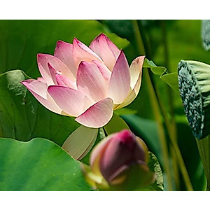 30 Lotus Seeds for Planting - Great Bonsai or Water Feature Plant