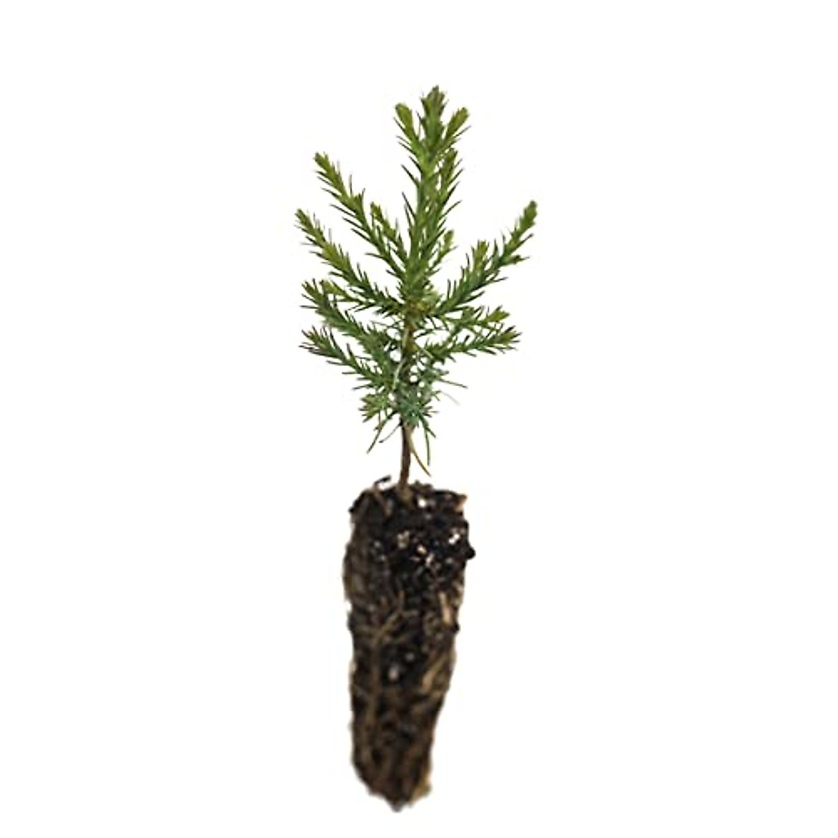 Giant Sequoia | Small Tree Seedling | The Jonsteen Company