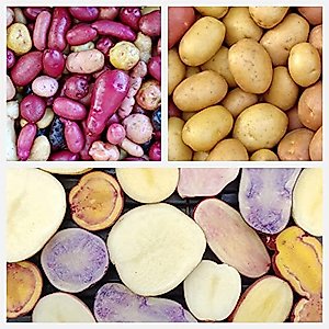 Potato Multicolor Mix - 100 True Seeds Not Root - Grow Your Own Potato