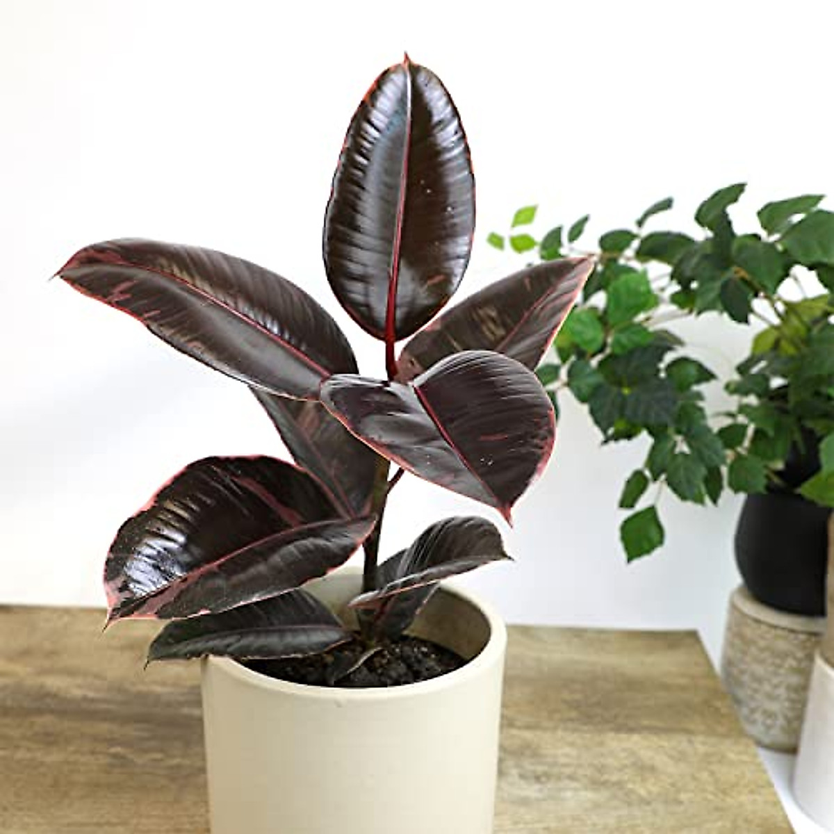 6" Ficus Ruby, Variegated Rubber Plant, Real House Plants, Desk Plants Live, Plant Decor for Bedroom, Floor Plants, Real Plants Indoor Live Plants Indoor Plants Live Houseplants by Plants for Pets