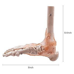 Foot Joint Model Human Foot Ankle Joint Model with Ligament Medical Science Life Size
