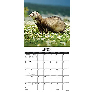 Willow Creek Press Ferrets Monthly 2024 Wall Calendar (12" x 12")