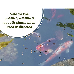 Bloom Buster Algae Control for Fish Ponds & Water Gardens - 8 Ounces - Safe for Koi Fish, Goldfish & Plants - Controls Algae in Ponds & Water Features, EPA Registered