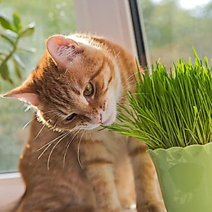 Bonnie Plants Pet Grass Live Edible Plant - 4 Pack, Pet Friendly, Great For Dogs & Cats, Perfect For Indoors