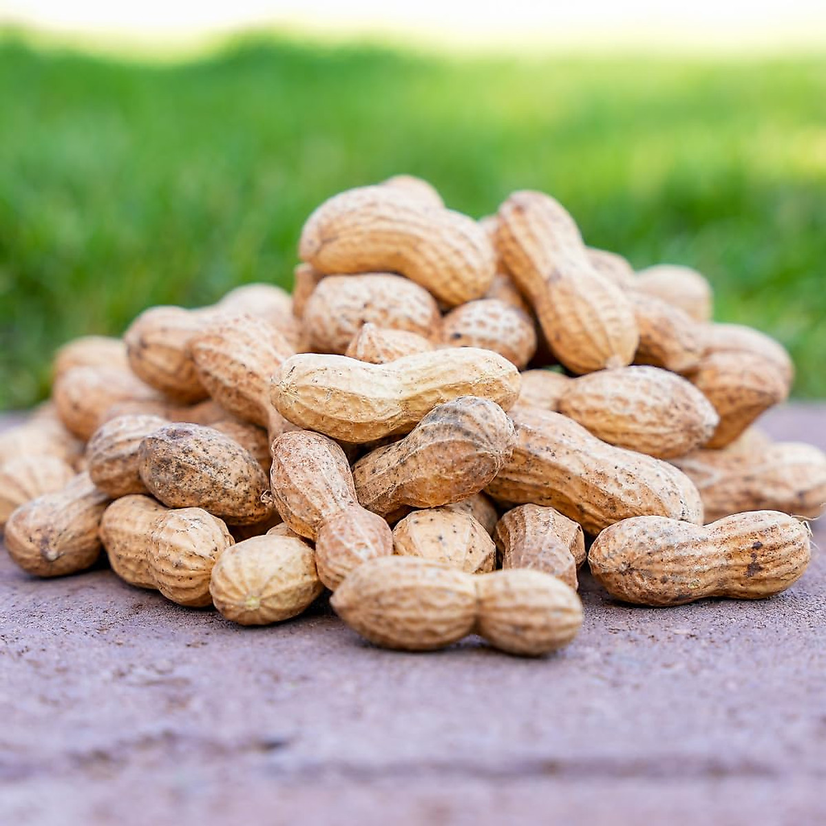 Desert Valley Premium in-Shell Peanuts - Wild Bird - Wildlife Food, Squirrels, Chipmunks, Cardinals, Jays & More (2-Pounds)