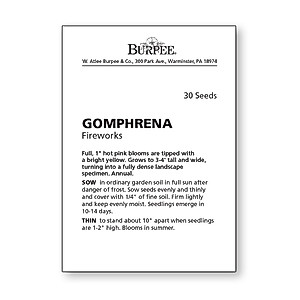 Burpee Fireworks Gomphrena Seeds 30 seeds