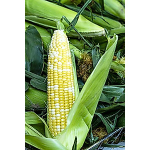Peaches and Cream Sweet Corn Seeds 100 Seeds