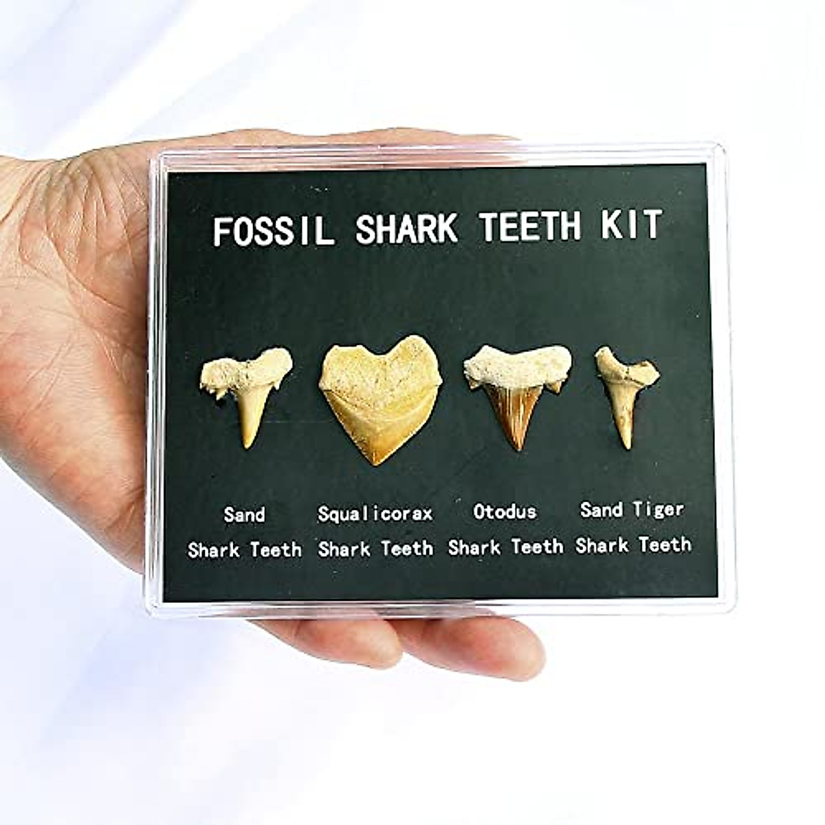 SUNNYHILL Shark Teeth Fossils Specimen Shark Gifts Real Prehistoric Shark Tooth Set for Education and Collection
