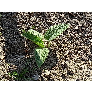 Ten Russian Comfrey Root Cuttings - Bocking 14 Cultivar - Comphrey - Knitbone By Yumheart Gardens (10)