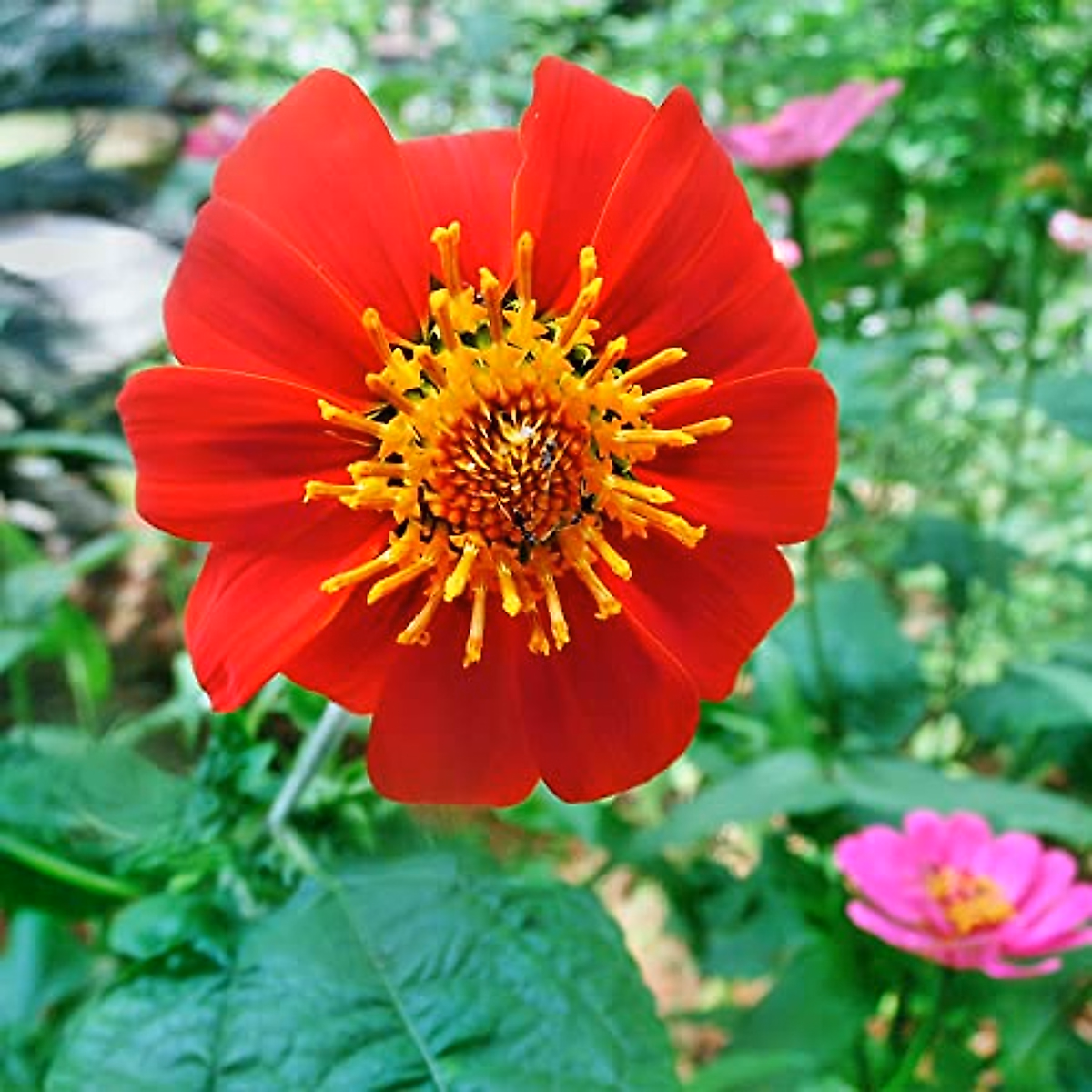 QAUZUY GARDEN - 50 Red Mexican Sunflower Seeds Tithonia Speciosa Red Torch, Striking Flower for Garden, Outdoor and Indoor, Attract Pollinators, Great for Cut Flower