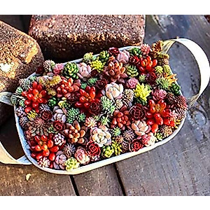 50Pcs / Bag Succulent Seeds Er Seeds Mix Lithops Pseudotruncatella Living Stone Garden Succulents-Seeds Flower : 2