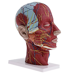SM SunniMix Median Section of 1:1 Human Head & Neck Superficial Muscle Nerve Model Kit