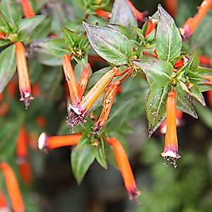 YEGAOL Garden 15Pcs CUPHEA Seeds Cigar Plant Firecracker Plant Cuphea Ignea Perennial Annual Deer Resistant Non-GMO Flower Seeds Potted Garden Plant