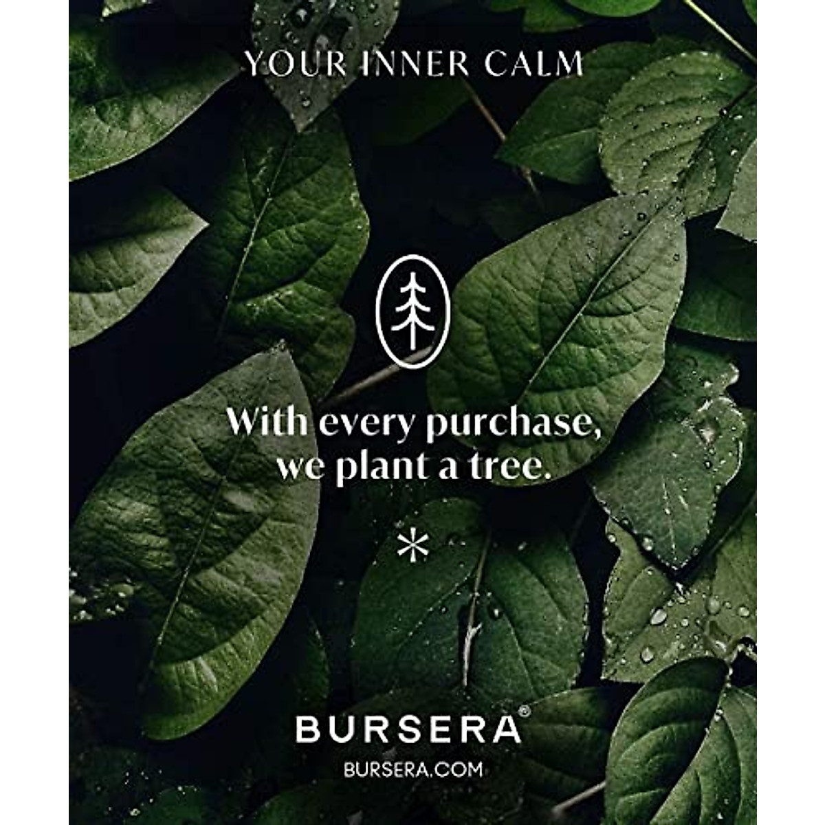 Bursera Scented Candle - Desert Rose, Tree Planted with Every Order, Natural Scented Soy Candle | 7.4oz Single Wick Candle | Slow Burning 45hr Burn Time, Aromatherapy Non Toxic Candles