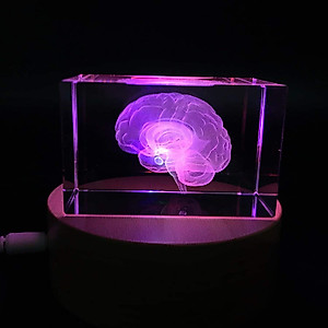 3D Human Brain Anatomical Model Paperweight(Laser Etched) in Crystal Glass Cube Science Gift (No Included LED Base)(3.1x2x2 inch)