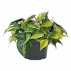 American Plant Exchange Live Philodendron Brasil Plant, Sweetheart Plant, Heart-Leaf Plant, Plant Pot for Home and Garden Decor, 6" Pot