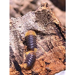 Bugzy Bugs Rubber Ducky Cubaris Isopods 5 Count Roly Poly Cleanup Crew for Insects Terrarium Reptile Pet Food