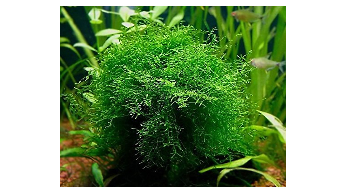 Java Moss Portion & Mat for Freshwater Aquariums