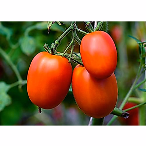 Roma Heirloom Tomato Seeds for Planting, 300+ Seeds Per Packet, (Isla's Garden Seeds), Non GMO Seeds, 90% Germination Rates, Botanical Name: Solanum lycopersicum, Great Home Garden Gift