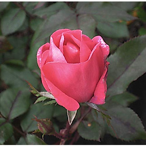 Star Roses Knockout Series 15048 Series Rose Knock Out The Original, 19cm