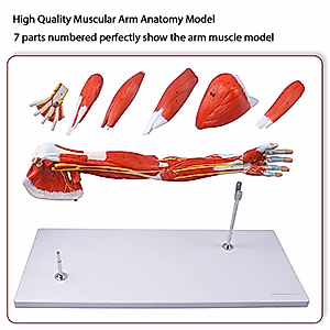 breesky Muscular Arm Anatomy Model, Life Size Arm Model Anatomy Model Scientific Arm Anatomical Muscle 7 Parts Numbered Shows Muscles of The Shoulder, Arm and Hand, Includes Stand