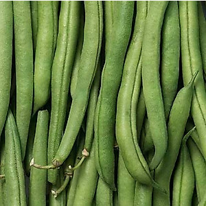"Slenderette" Bush Bean Seeds for Planting, 50+ Heirloom Seeds Per Packet, (Isla's Garden Seeds), Non GMO Seeds, Scientific Name: Phaseolus vulgaris, Great Green Bean Variety for Home Garden