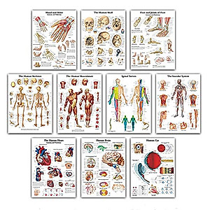 Skin Science Anatomy Posters for Walls Medical Nursing Students Educational Anatomical Human Organs Skeletal Muscles Poster Chart Medicine Disease Map for Doctor Enthusiasts Kid's Enlightenment Education W