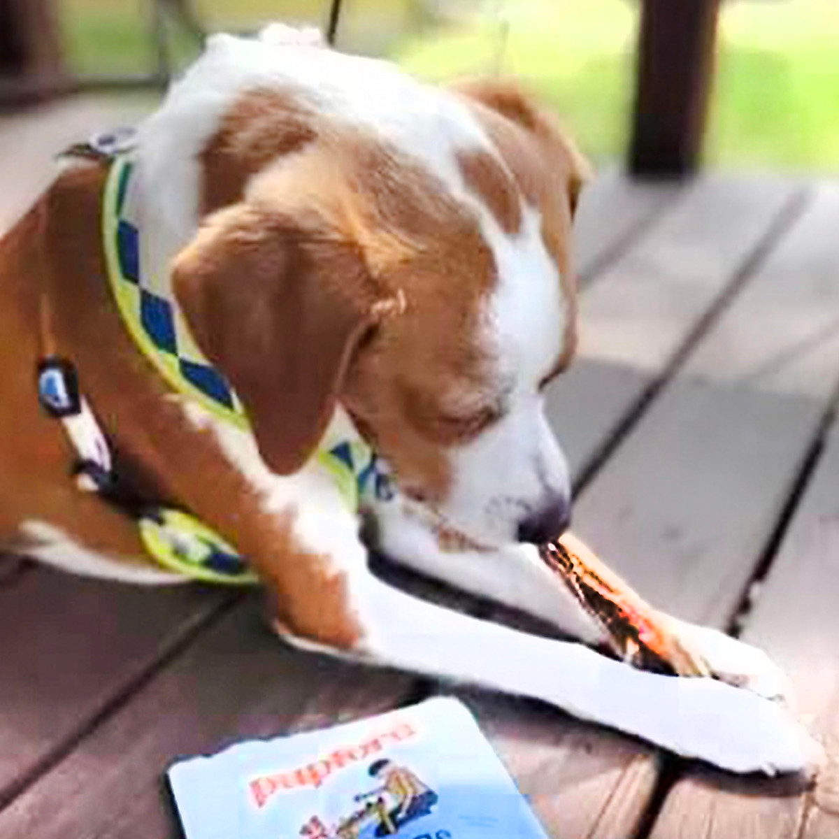 Pupford Standard Beef Tendon Chews for Dogs & Puppies, All-Natural Dog Chew with Glucosamine for HIPS and Joints, Long-Lasting Toy, Great for Teething (10 Count)