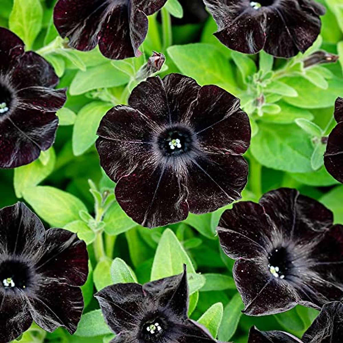 QAUZUY GARDEN 100 Seeds Rare Petunia Seeds Black Cat Petunia Flower Seeds Beautiful Perennial Annual Petunia Plant Seeds- Easy to Grow& Maintain