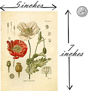 Vintage Botanical Prints | Wildflower Art Prints | Floral Wall Art | Set of 9 5x7 Unframed