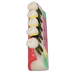 Natudeco Tooth Model Oral Care Model Denture Kit Strong Durable And Convenient. Teachers Use Order Remarks Product Box Plus Buffer Cotton Delivery