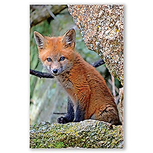 BABY ANIMALS postcard set of 20 postcards. Animal babies post card variety pack. Made in USA.