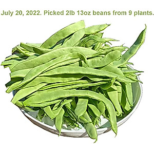 Special! Pole Bean Seeds for Planting Vegetables and Fruits-Chinese Green Bean Seeds 扁豆芸豆.French/Romano Pole Beans.Non GMO Garden Seeds for Home Vegetable Garden-30ct Helda Bean,15g