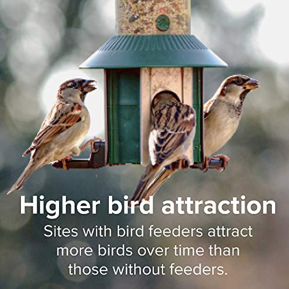 Blue Seal Neat Feast Wild Bird Seed | Convenient Shell-Free Mix | Attracts Wide Variety of Birds | 20 Pound Bag