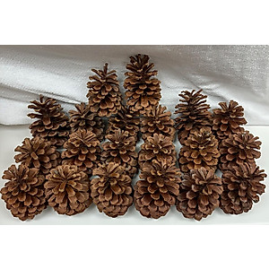 18-Pack Extra-Large (5 to 7 inch) Long Leaf Pine Cones for Decorating Home, Tables, Vase Fillers, Corporate Events, Crafts, Birdfeeders, Natural Pine Cone Holiday Ornaments. (unscented)