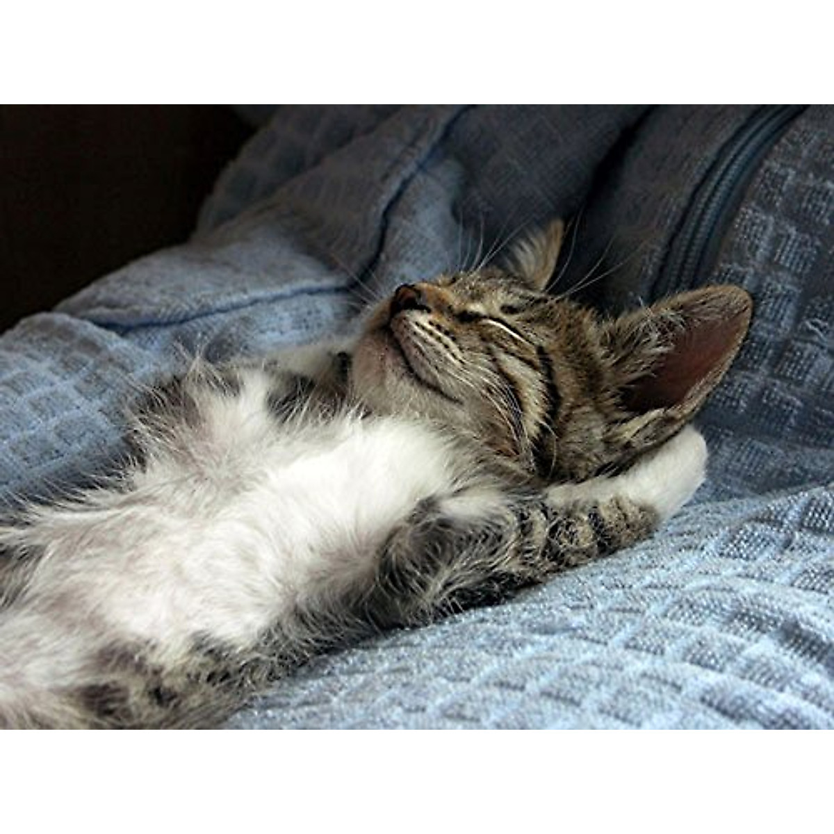 PET SUPPLEMENTS Anxiety Relief for Cats - CAT Relaxant - Keeps Cats Calm and Relaxed - CHEWABLE Treats - cat Calming Products - 2 Bottle (180 Chews)