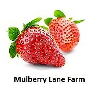 Soft White Wheat Berries 4 Pounds Kernels, USDA Certified Organic, Non-GMO Bulk, Product of USA, Mulberry Lane Farms
