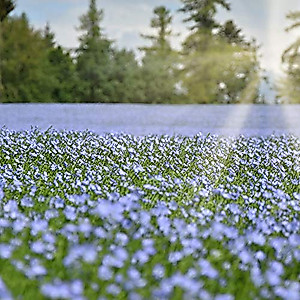Outsidepride Linum Sky Blue Common Flax or Linseed Garden Flower Plant Seeds - 1000 Seeds
