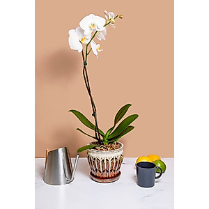 rePotme Orchid Food - Feed ME! MSU Orchid Fertilizer - RO/Rain/Tap Water (8 oz)