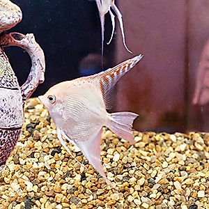 5.7 lbCoarse Sand Stone - Silica Sand for plants, Soil Cover Succulents and Cactus Bonsai DIY Horticultural sand, Decorative Sand for Vases Fillers,Terrarium, Fairy Garden,Natural Sand Top Dressing