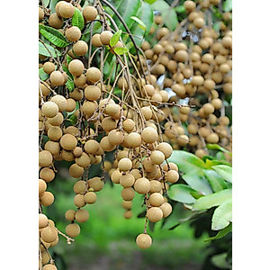 Longan Tree Live Plant, Longan Fruit Tree Seedlings 6 to 10 Inc Height Home Garden
