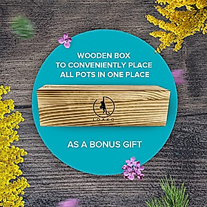 Bonsai Tree Seed Starter Kit - Complete Growing Kit - Grow 4 Bonsai Tree Live Indoor Plant from Seed - Adult Crafts - Grow Your Own Live Plant - Great DIY Kits for Adults - Crafts for Adults