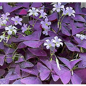 16 Bulbs - Purple Shamrocks Lucky Lovely Flowers Bulbs for Planting Oxalis Triangularis 002