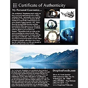 Deep Sea Fossils Exact Tooth - Genuine One-of-a-Kind Prehistoric Fossilized Megalodon Shark with a Custom 3D-Printed Stand and Glossy 8-1/2inches x 11inches Certificate of Authenticity (4.958inches)